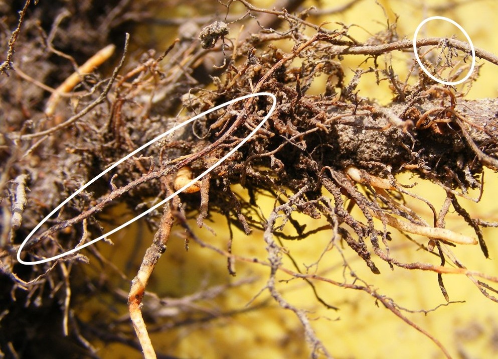 Eaton Rapids Joe: Failure to thrive