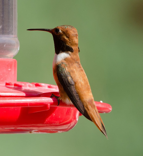 Gordon's Birding Adventures: Rancho El Aribabi, Sonora, Mexico - Part 3