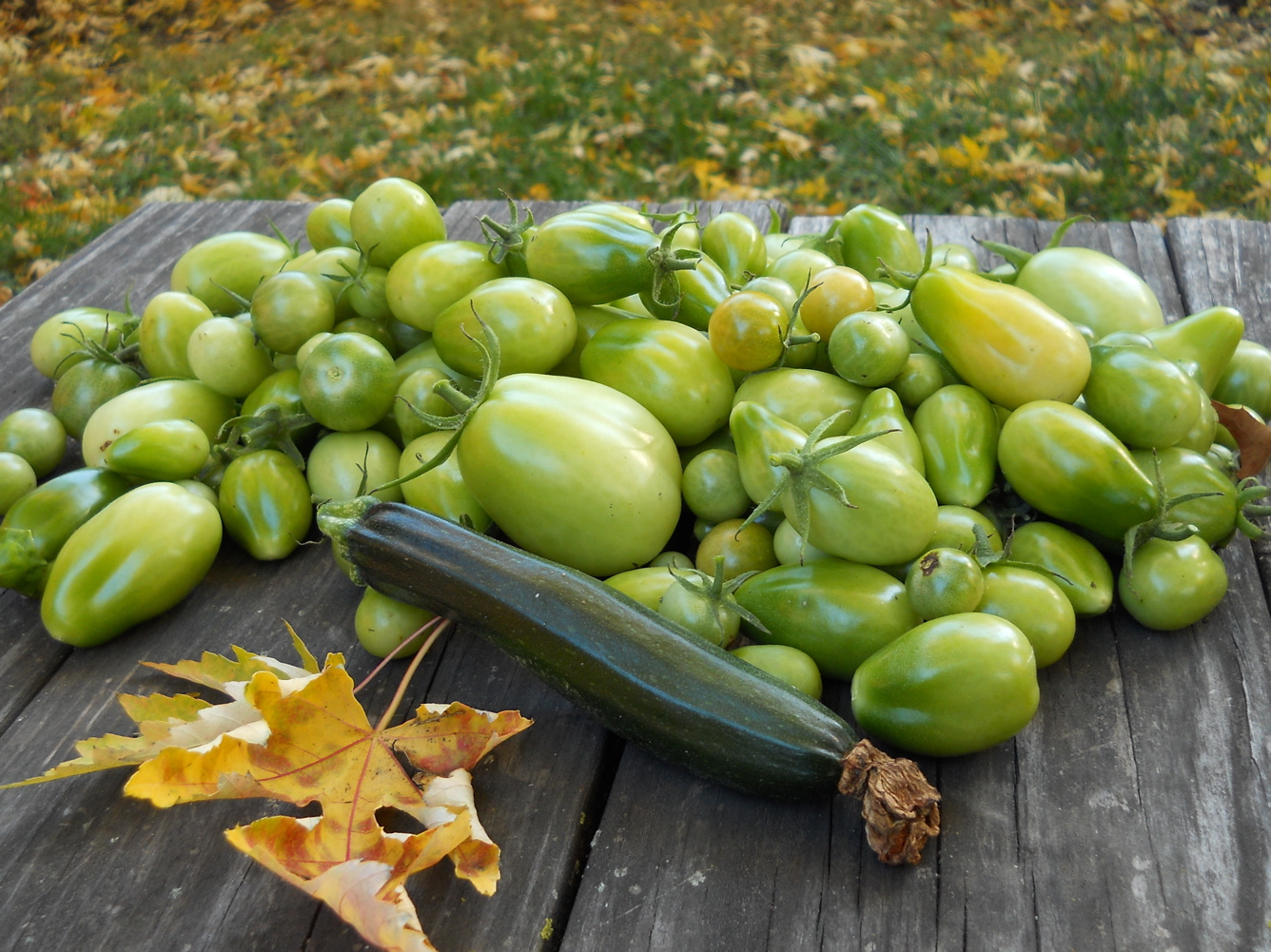 Roots of Simplicity: A Harvest of Green: Making Tomato Salsa Verde