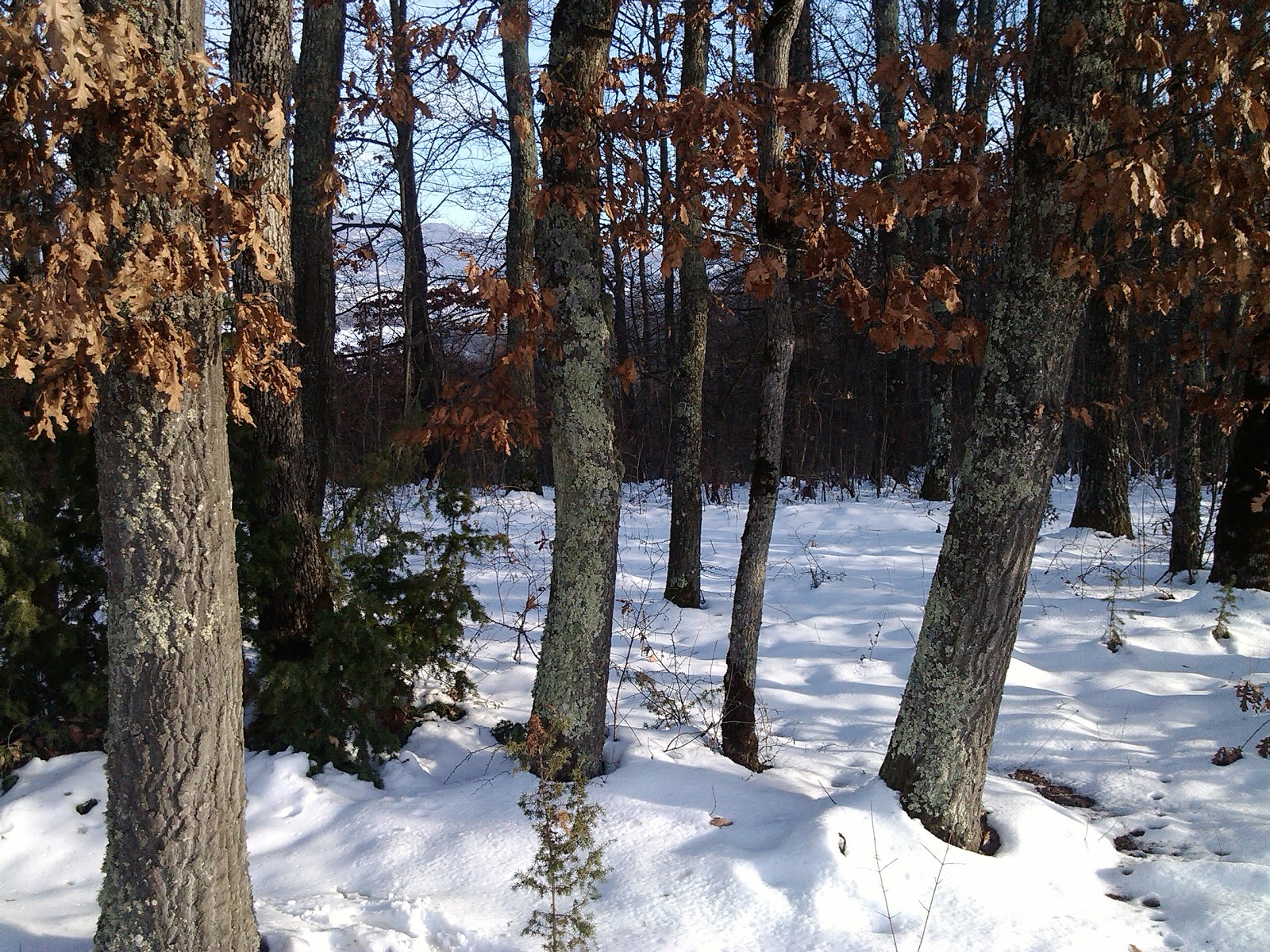 preljinaexpo: Okruženje