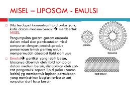 Misel ,Fungsi Struktur dan Formasinya