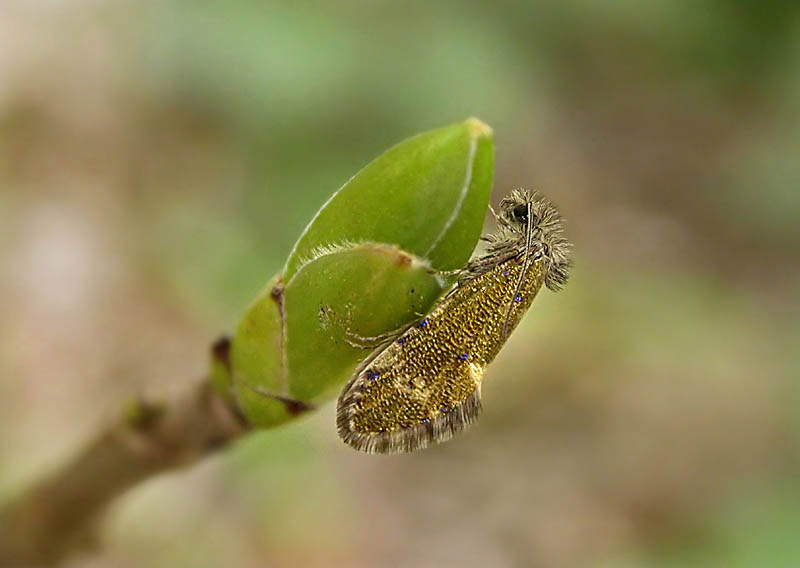 Charlie's moths of Calderdale.: ERIOCRANIIDAE