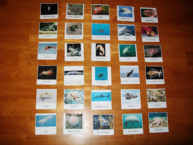 More Life At Sea Activities for Kids with Free Printables - Every Star ...