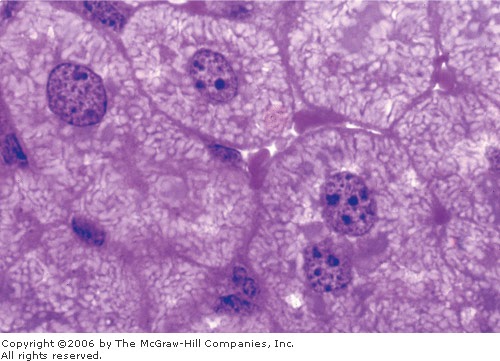 De Histology: Introduction of The Cell Nucleus
