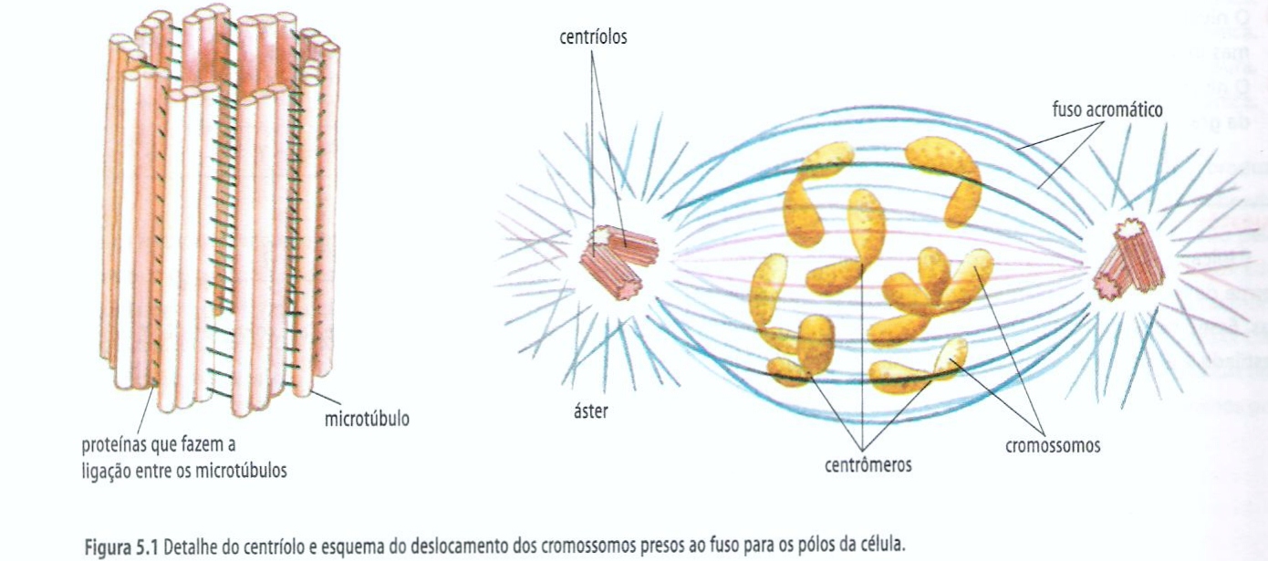 Bio-Trabalho: Citoplasma e suas organelas (Parte I)