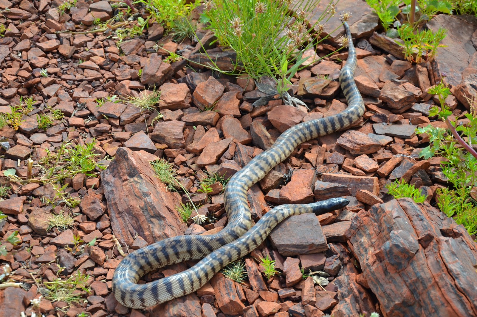 triOz: Karijini national parc