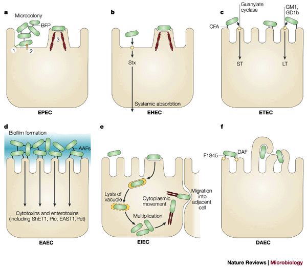 Infection Landscapes: Escherichia coli