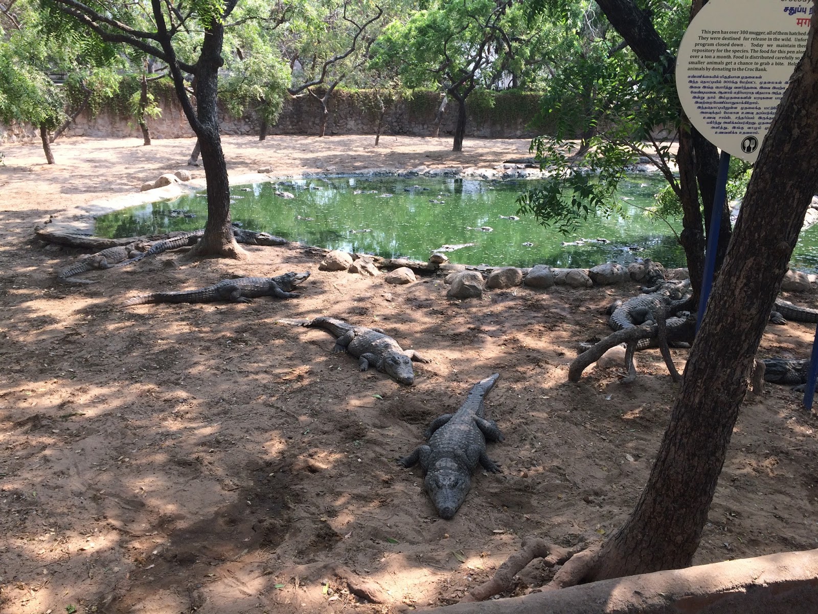 Madras Crocodile Bank