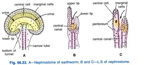 Excretory System of Nephridia ~ Zoology-NETWORK