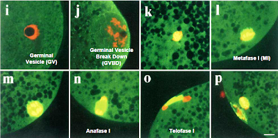 OOGENESIS PADA MANUSIA (1) - Have Fun Learning Biology