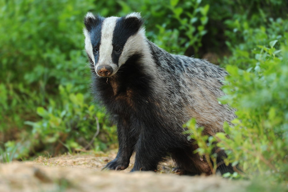 naturfoto-mross: Dachs