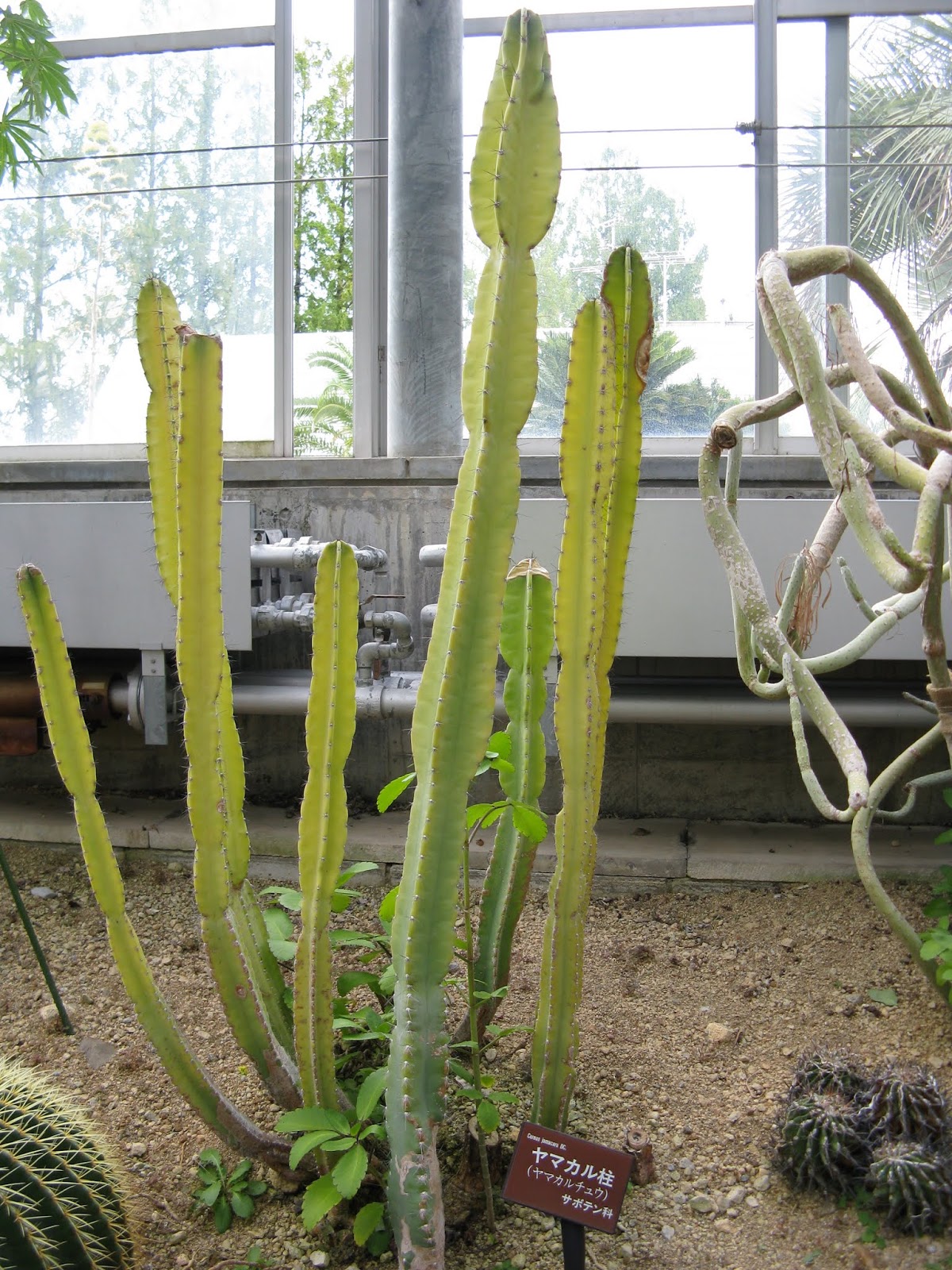 Mandacaru (Cereus jamacaru)