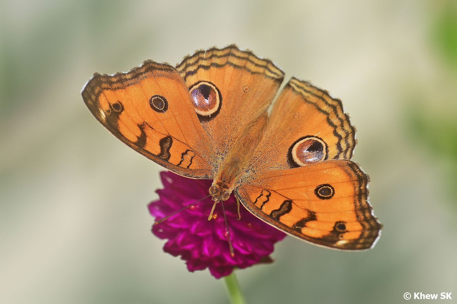 Butterflies of Singapore: Favourite Nectaring Plants #17