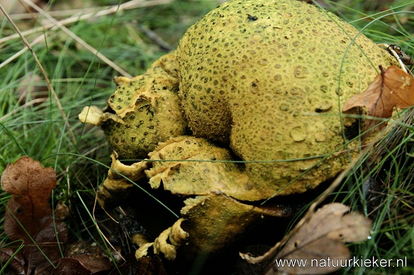 Bovisten barsten open als ze rijp zijn