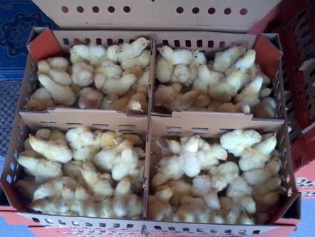 Tips Memilih DOC Ayam Broiler Yang Baik | Ternak Ayam