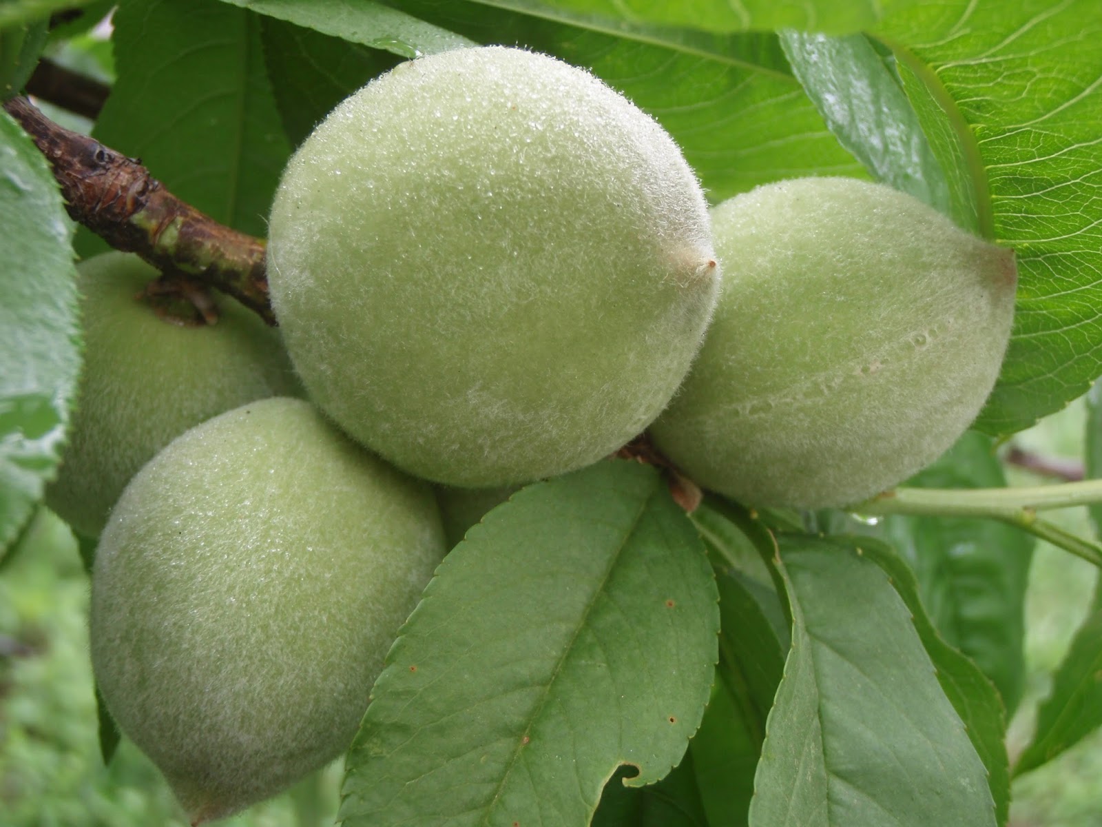 DIÁRIO COM A NATUREZA: 16 DE JUNHO - PESSEGUEIRO - PÊSSEGO - FRUTA ...