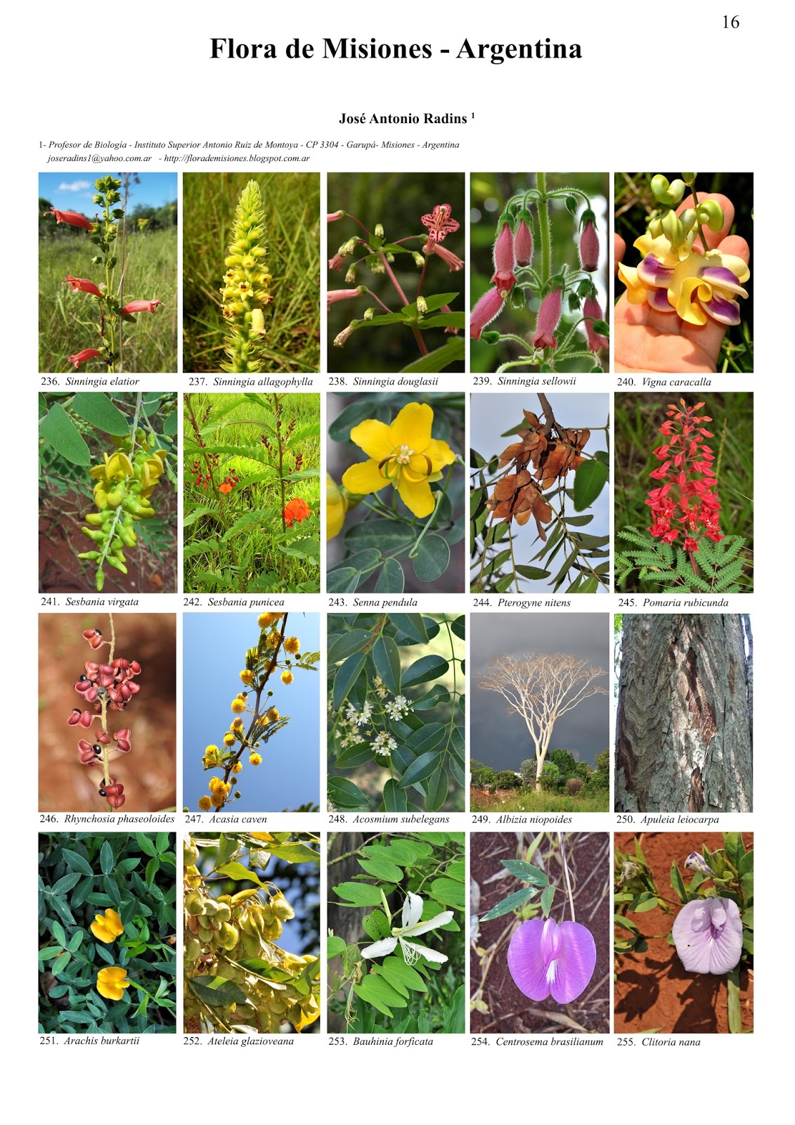 FLORA DE MISIONES Argentina: Lámina N° 16 de Flora de Misiones