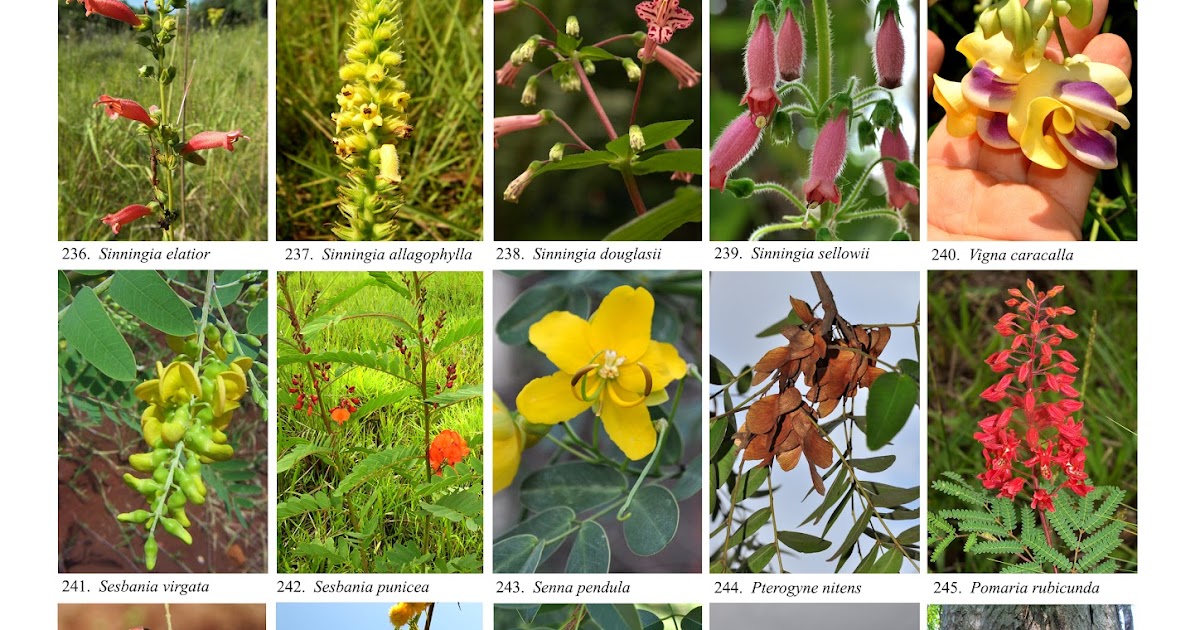 FLORA DE MISIONES Argentina: Lámina N° 16 de Flora de Misiones