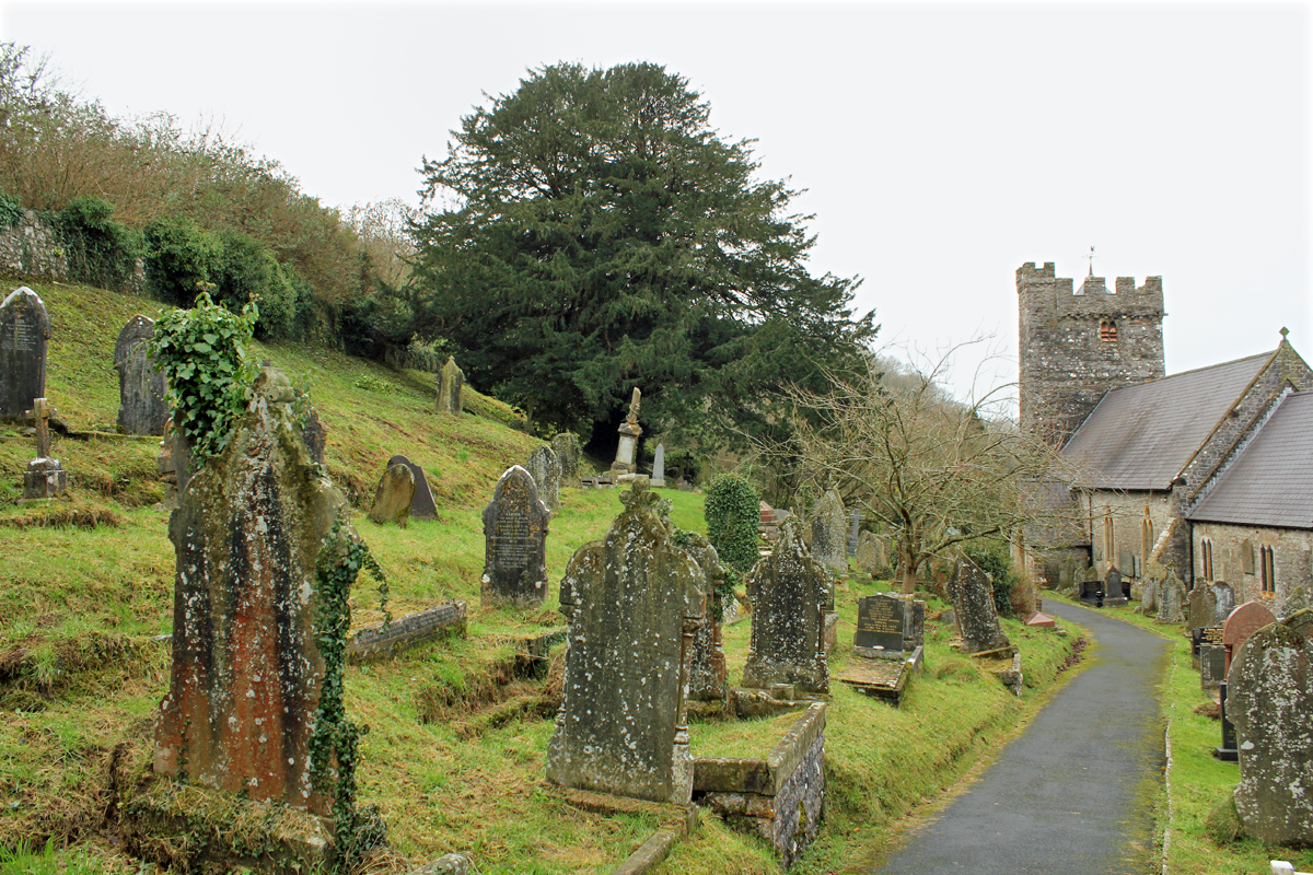 Gower Wildlife: Yews within the Parish Churches of Gower