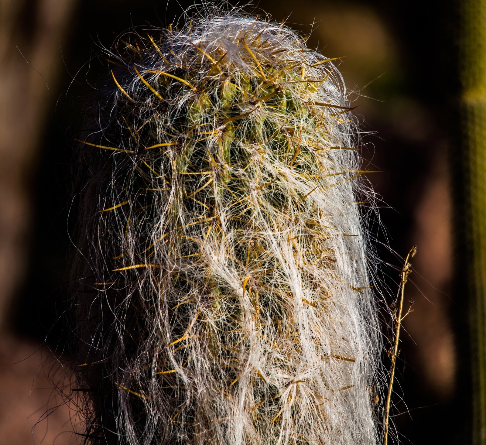 Walking Arizona: Old Man Cactus