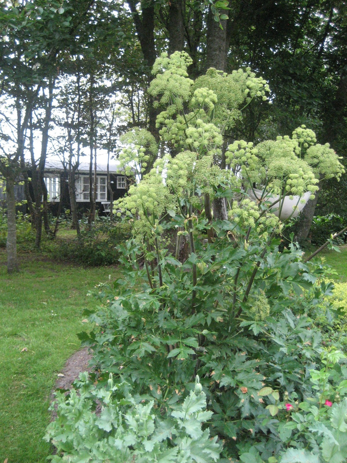 Fru Pedersens have: Kvan.