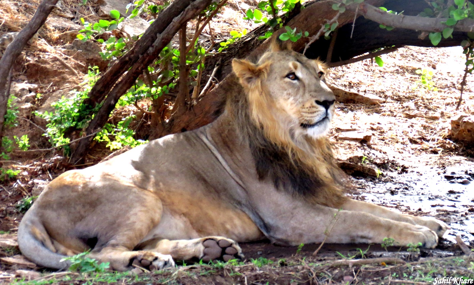 Glamorous GIR..!!!: Asiatic Lions - Pride of India!