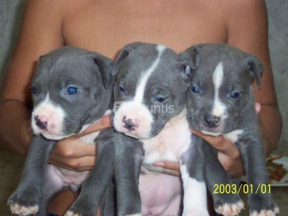 American Pitbull Terrier: Pitbull Blue