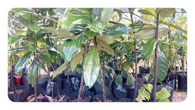 Cita Tani Nursery (NS015495-D): Benih Pokok Mentega