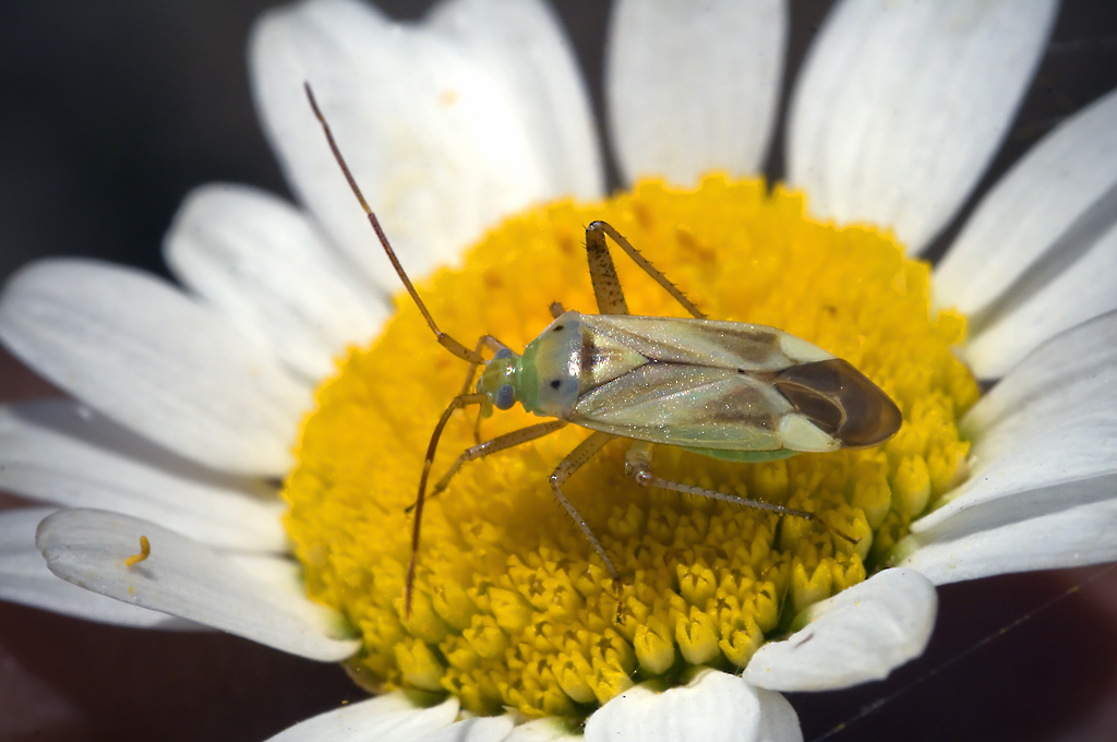 Invertebrados de Huesca: Adelphocoris lineolatus