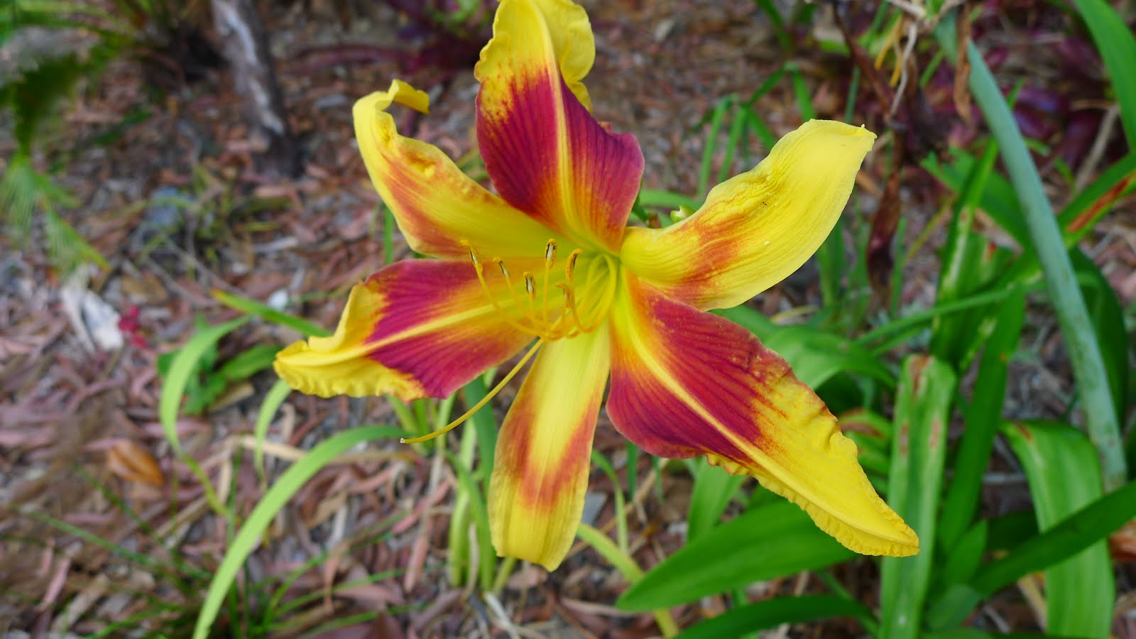 Lavender and Vanilla; Friends of the Gardens: Spider Daylilies weirdly ...