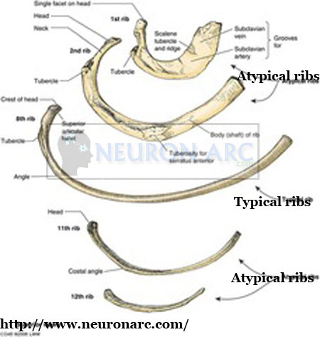 HU TU TU: typical atypical rib