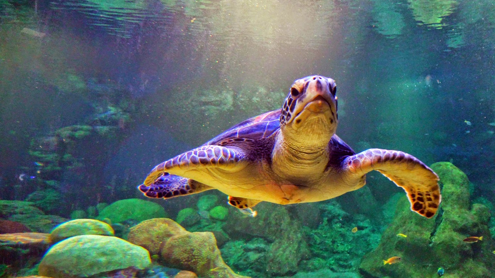 Sea Turtle - HD Wallpapers | Earth Blog
