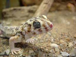 Tokay gecko Or Tuko