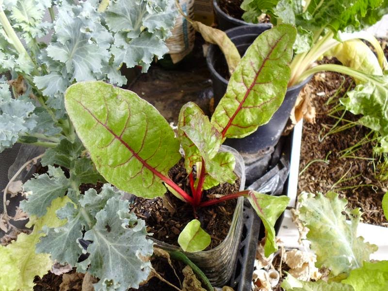 Ruby Red Swiss Chard | Greens and Machines