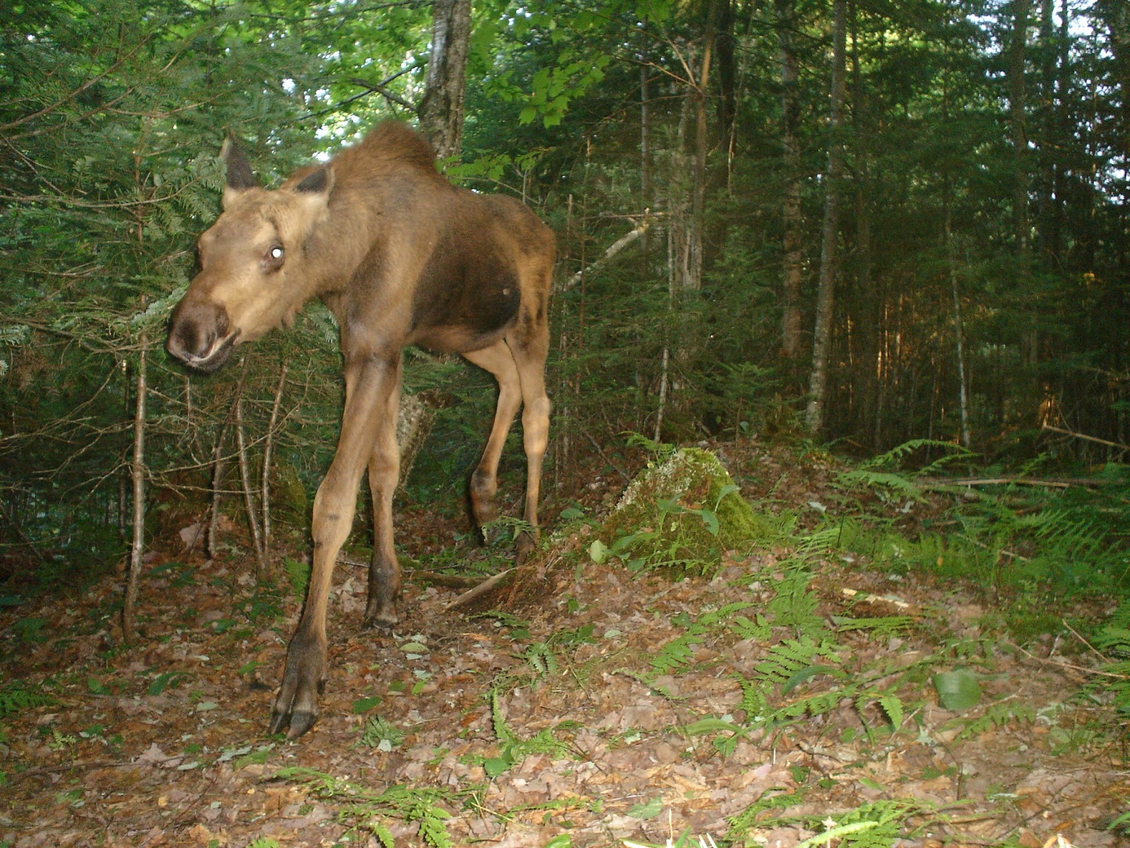 Remote Captures: Life as a Moose Calf