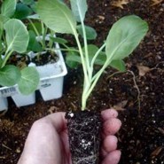 Planting Cole Crops Step-by-Step - garden favorite