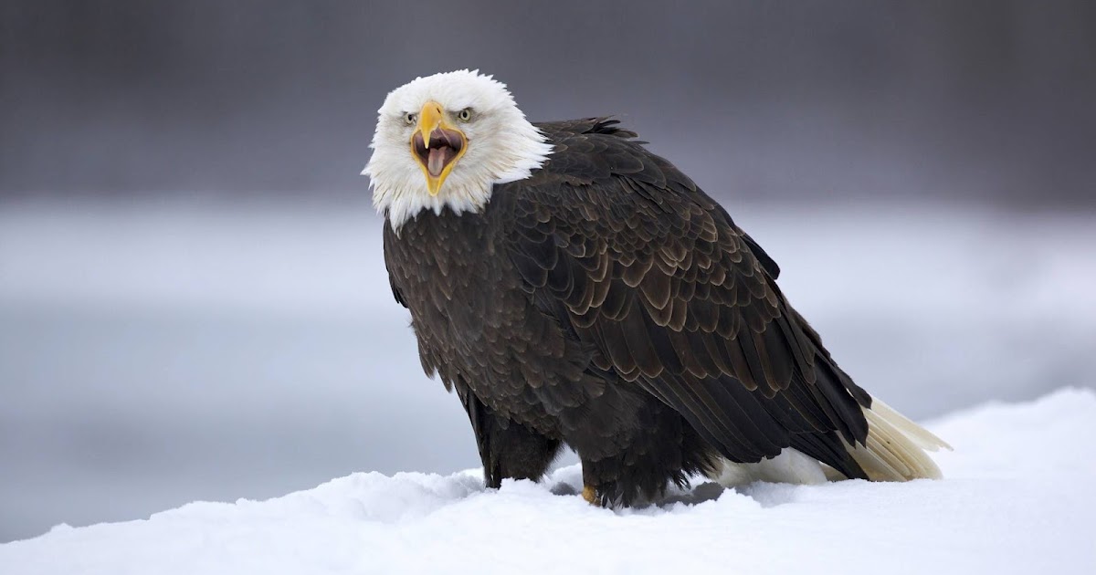 Angry Eagle Wallpaper