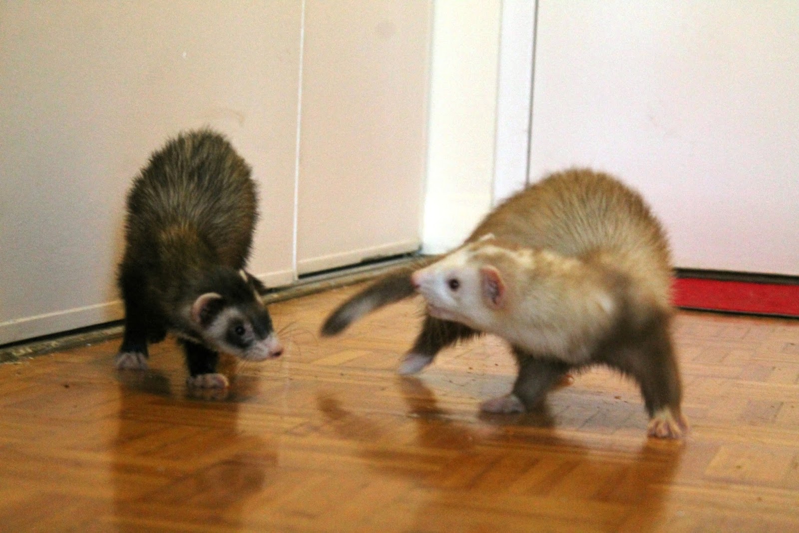 The Brindle Blog: The Weasel War Dance