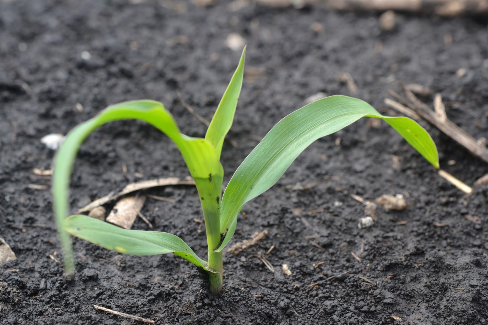 Johnson Family Farms: Corn planting is complete...