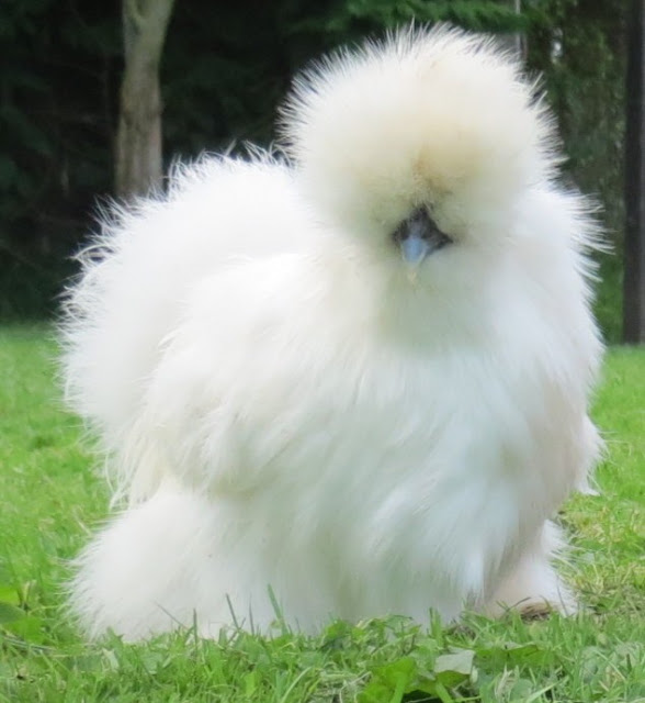Most Beautiful White Silkie Bantam Chickens and Baby