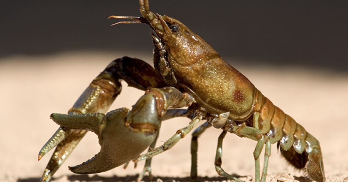 PA Environment Digest Blog: PA Sea Grant Program Holds Aquatic Invasive ...