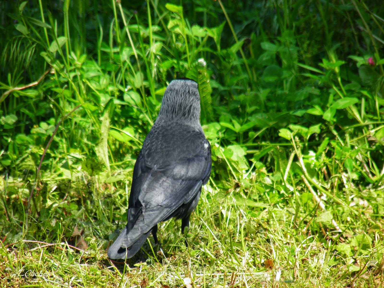 PASARI DIN ROMANIA: STANCUTA, Corvus monedula