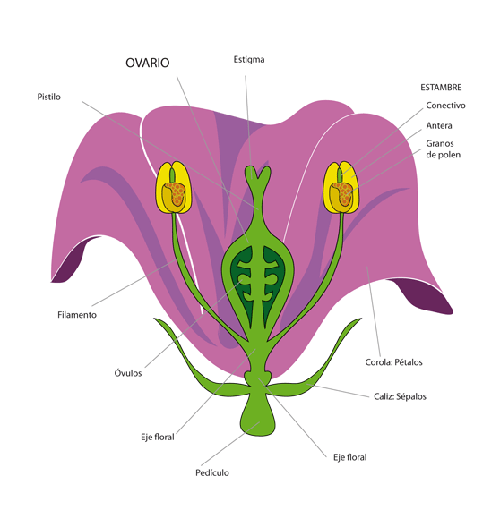 Aplicación del Método Científico : Reino Plantae