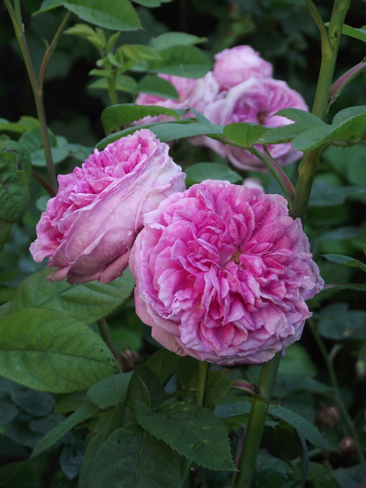 Promesse de roses: Bel inconnu