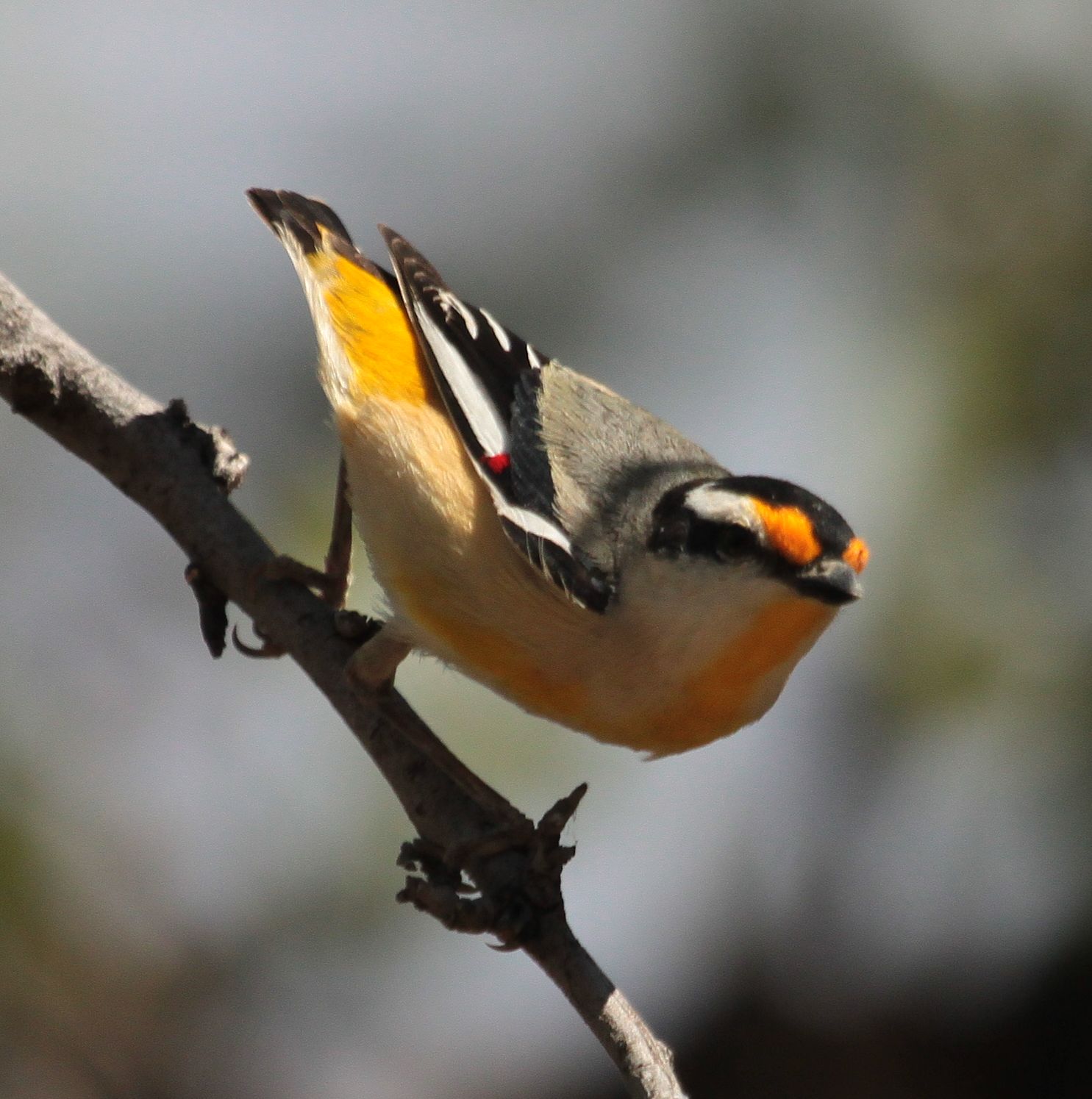 Richard Waring's Birds of Australia: Striated Pardalote - friendly and cute