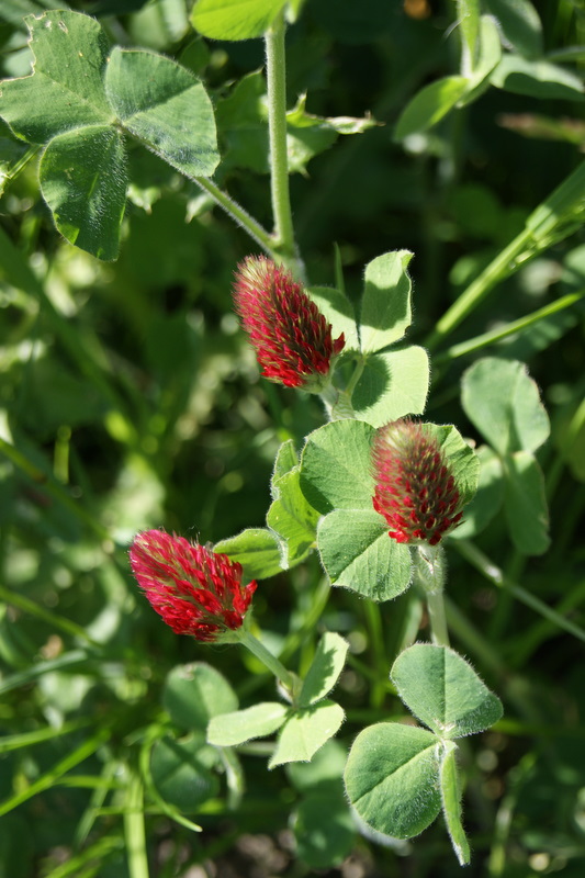 Wilde Planten: G H I