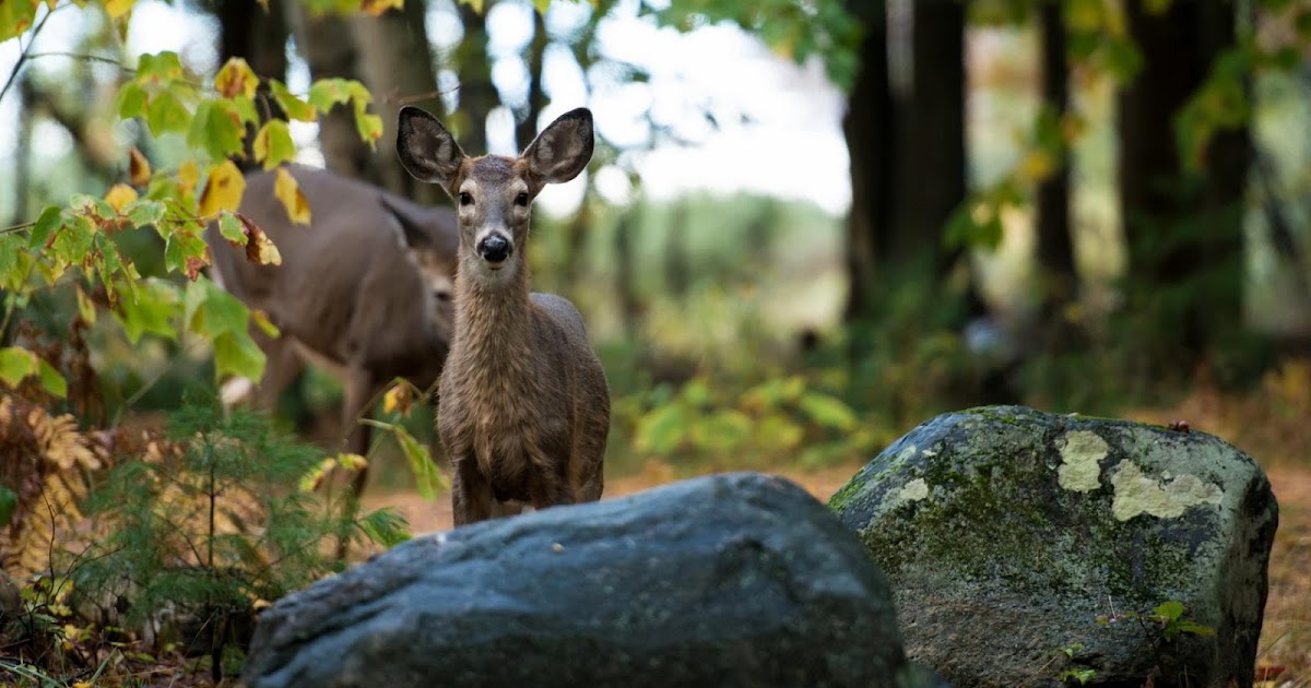 Deer Behind Rocks Wallpaper