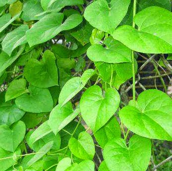 HEALTH BENEFITS OF GUDUCHI ( TINOSPORA CORDIFOLIA )