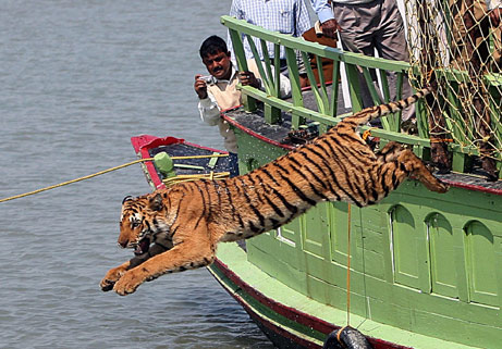 Tigers In Action Pictures ~ Wallpaper & Pictures