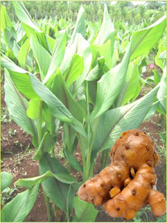 Khasiat Temu Lawak Bagi Kesehatan